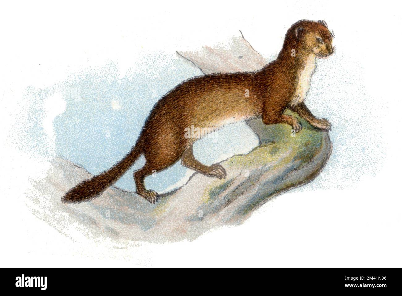 Long Tailed Weasel Drawing
