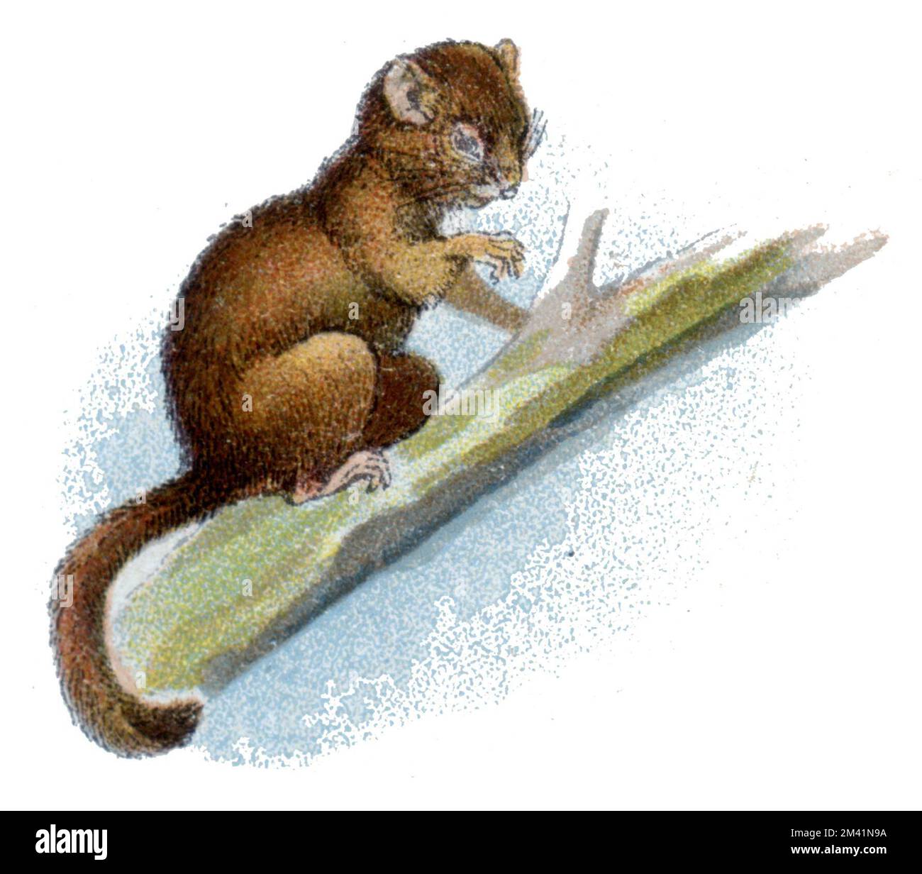 Common hazel dormouse Cut Out Stock Images & Pictures - Alamy
