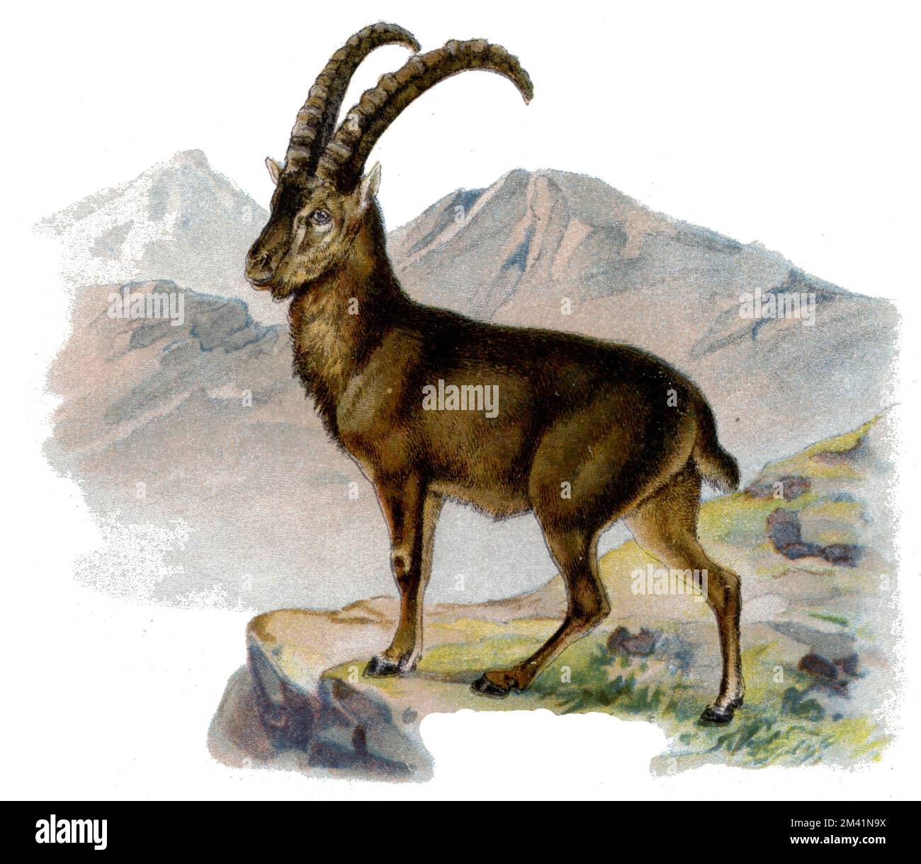 Alpen steinbock alpensteinbock capra ibex capra Cut Out Stock Images ...