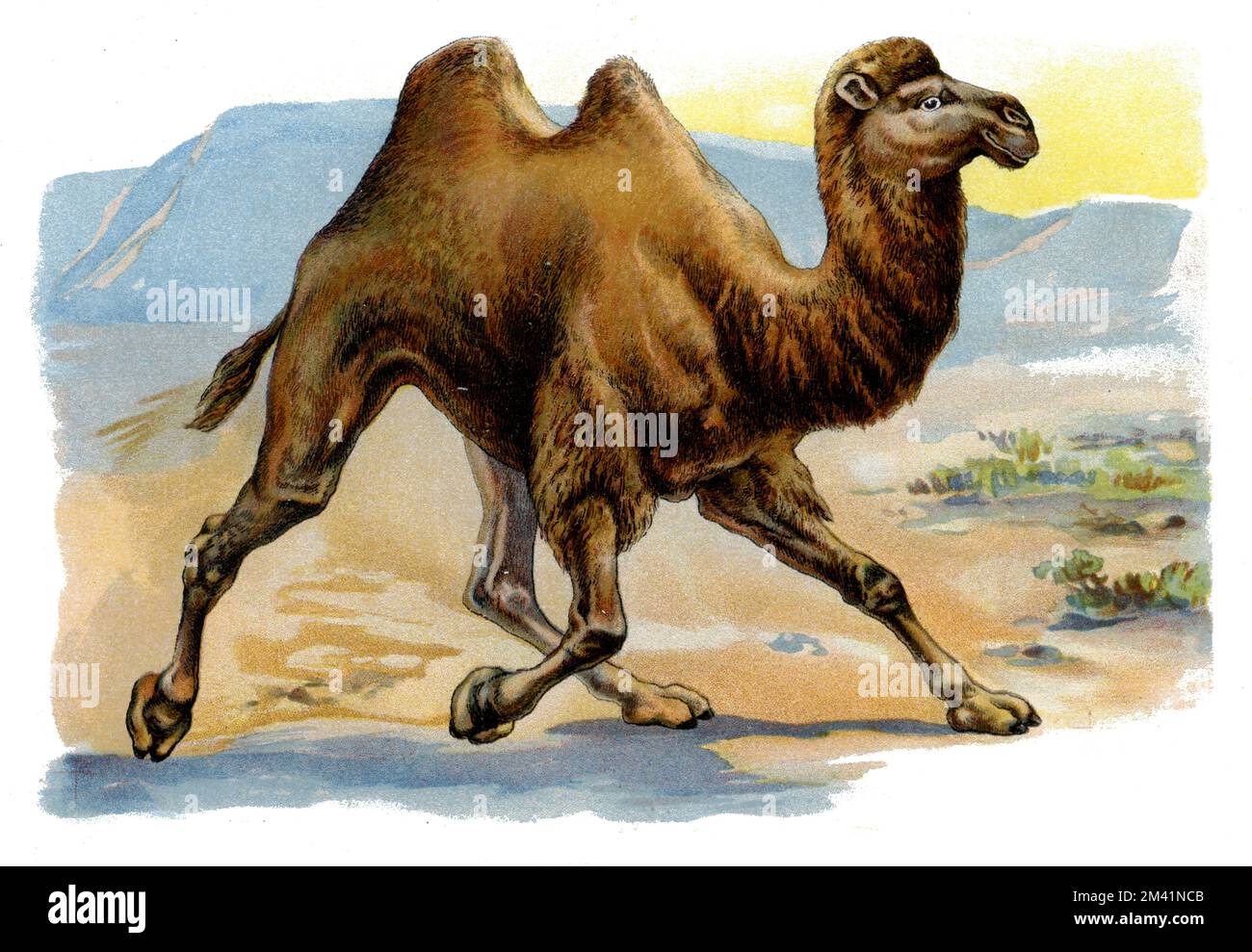 Wild Bactrian camel Camelus ferus, (zoology book, 1913), Trampeltier ...