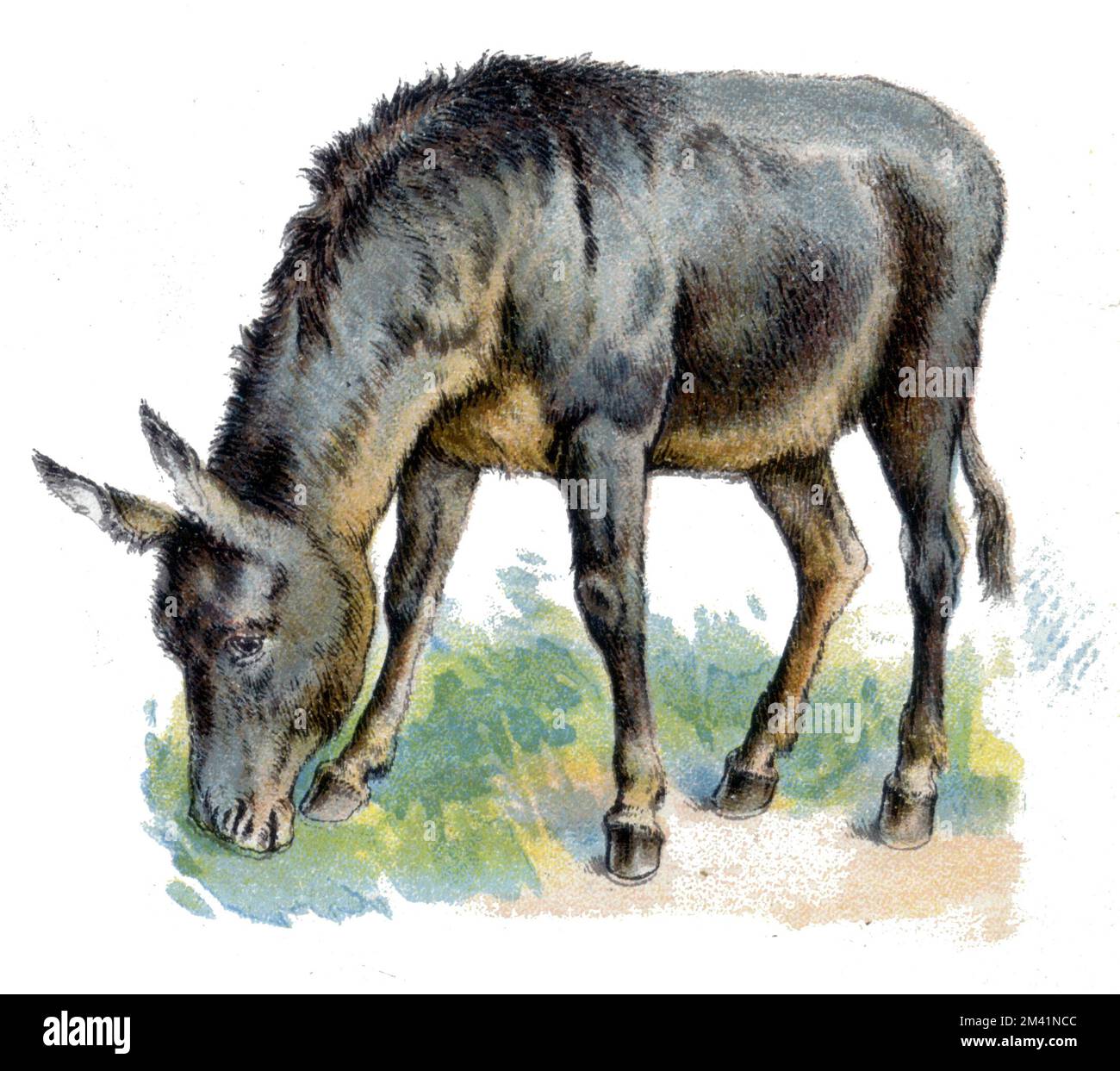 Hausesel lastesel hi-res stock photography and images - Alamy