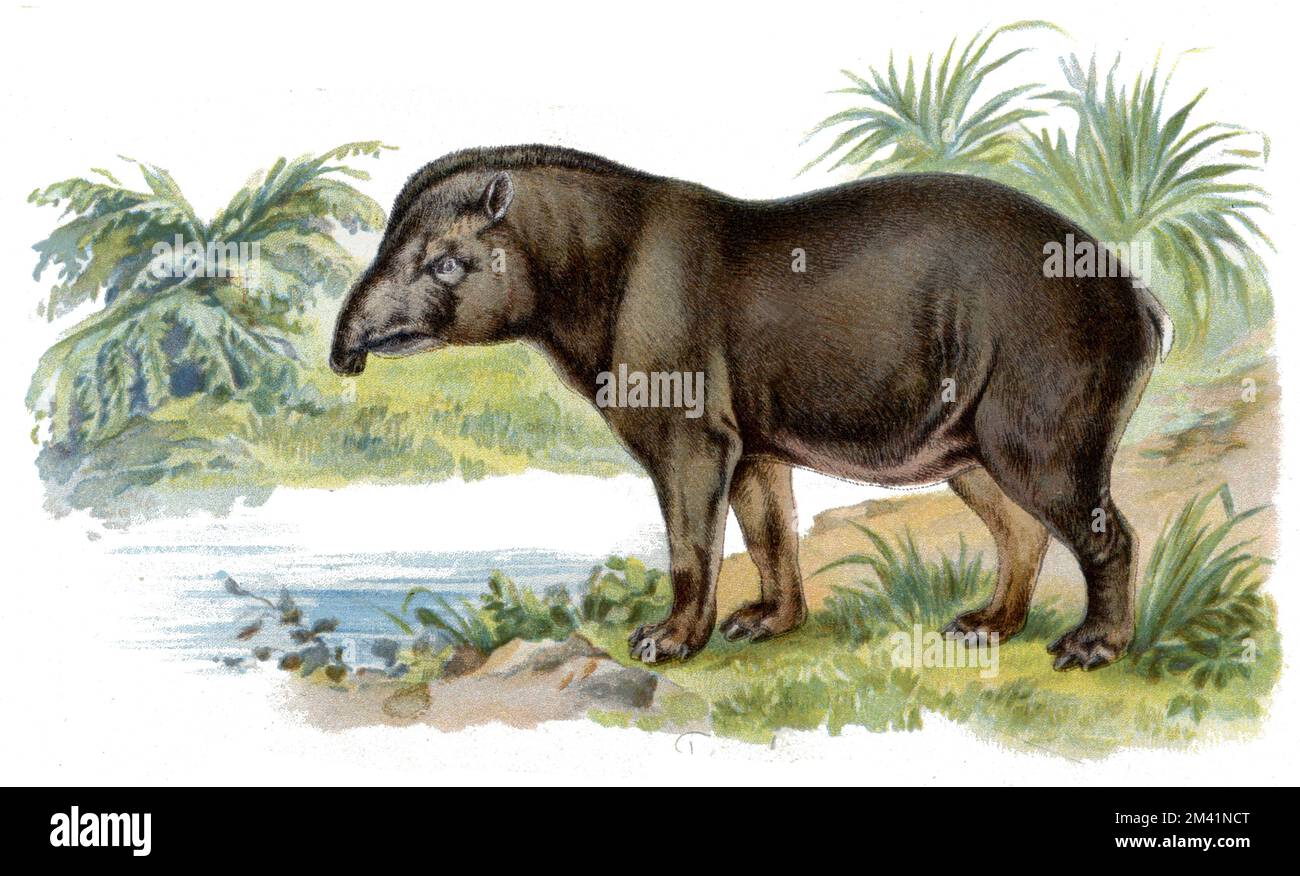 South American tapir Tapirus terrestris, (zoology book, 1913 ...