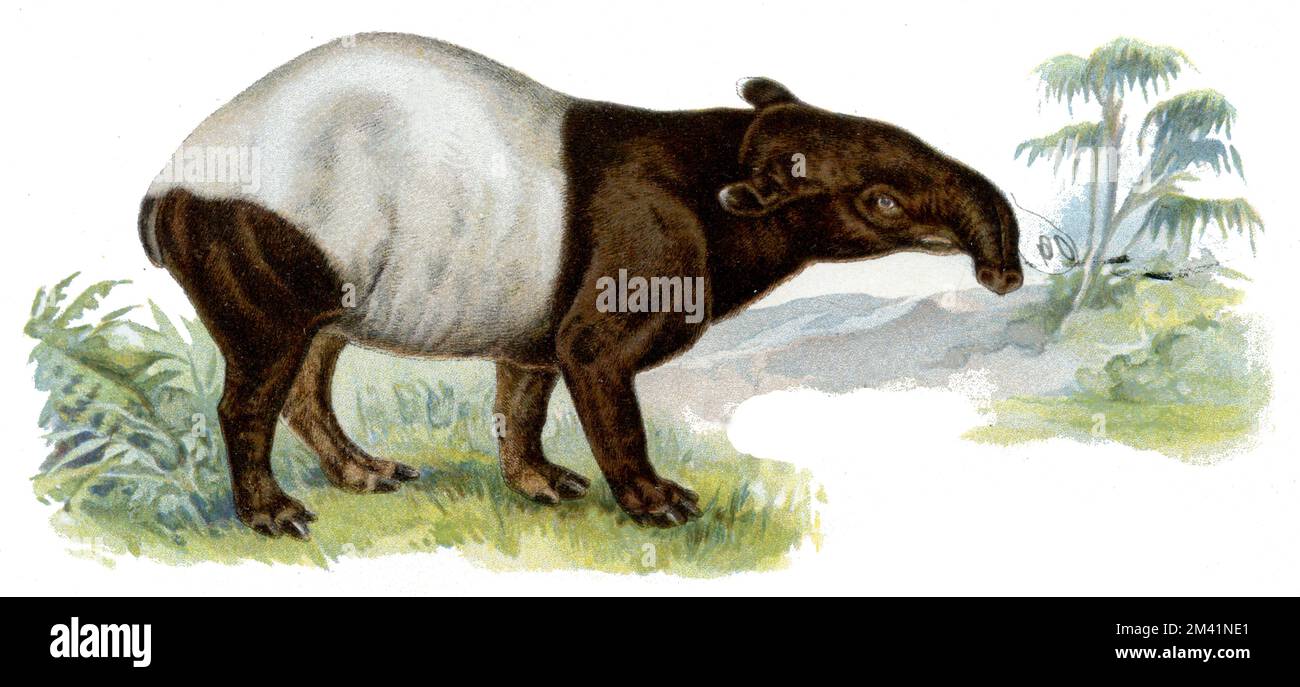 Malayan tapir Tapirus indicus, (zoology book, 1913), Schabrackentapir ...