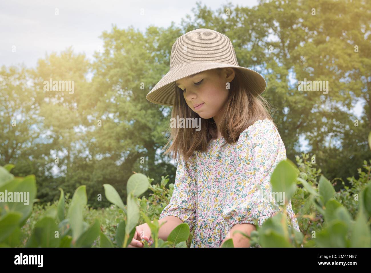 A teenage girl gathers blueberries in the field. Portrait Stock Photo ...