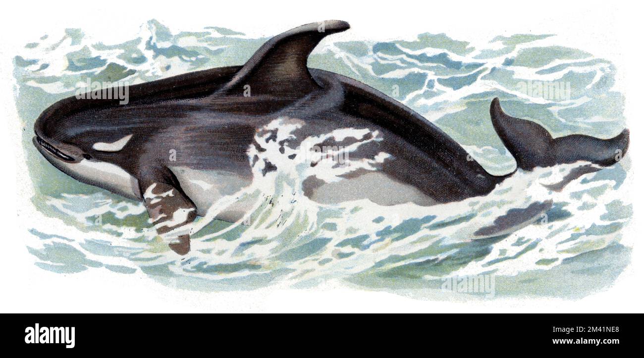 Orca Orcinus orca, (zoology book, 1913), Orka Stock Photo - Alamy
