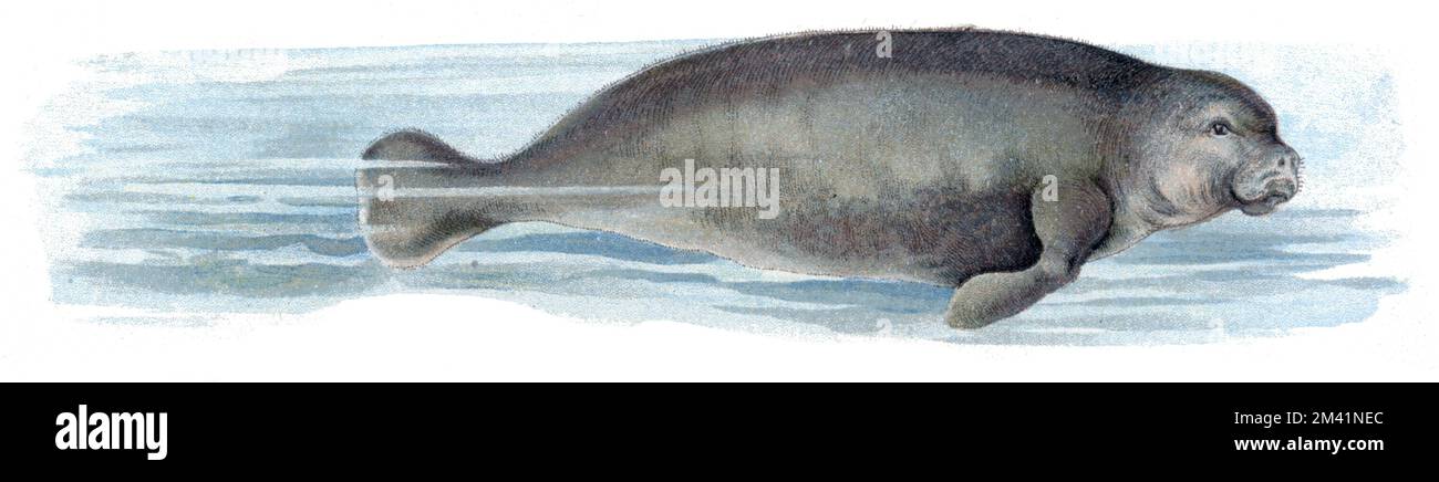 West Indian manatee Trichechus manatus, (zoology book, 1913), Karibik ...
