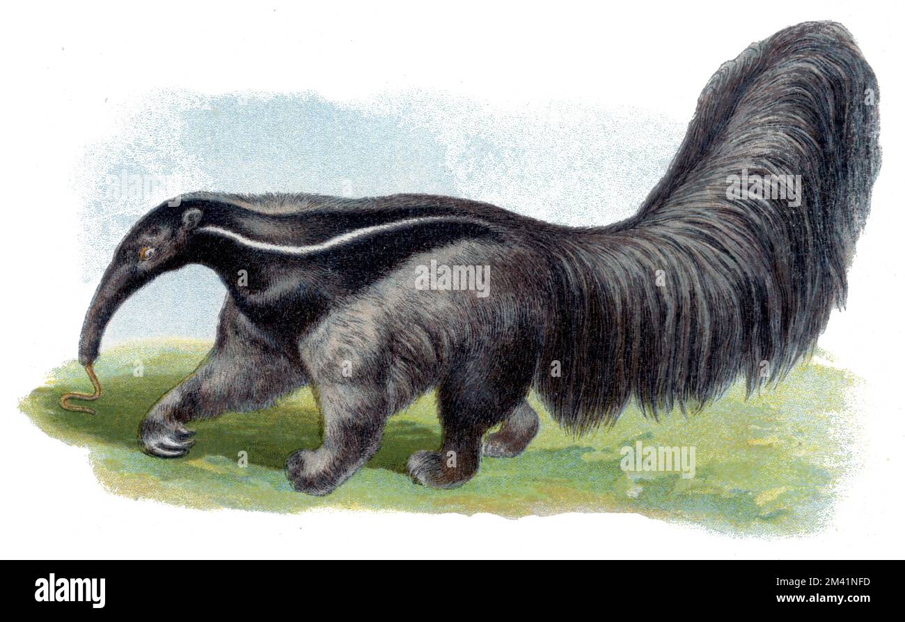 Tamanoir fourmilier geant Cut Out Stock Images & Pictures - Alamy