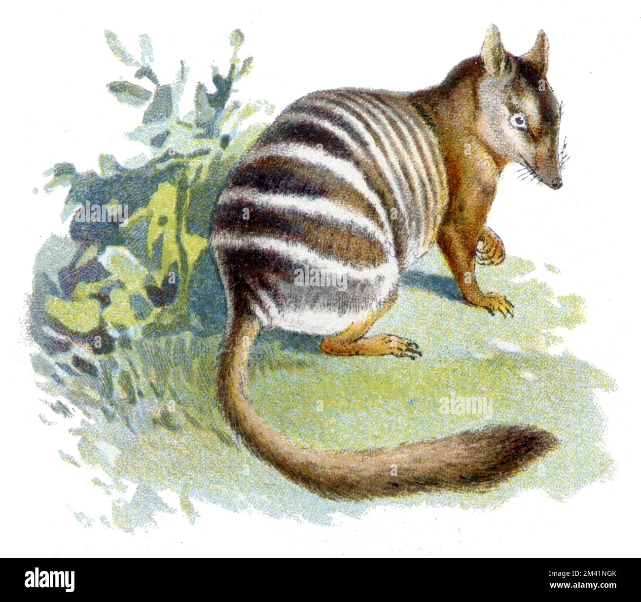 numbat Myrmecobius fasciatus, (zoology book, 1913), Numbat Stock Photo ...