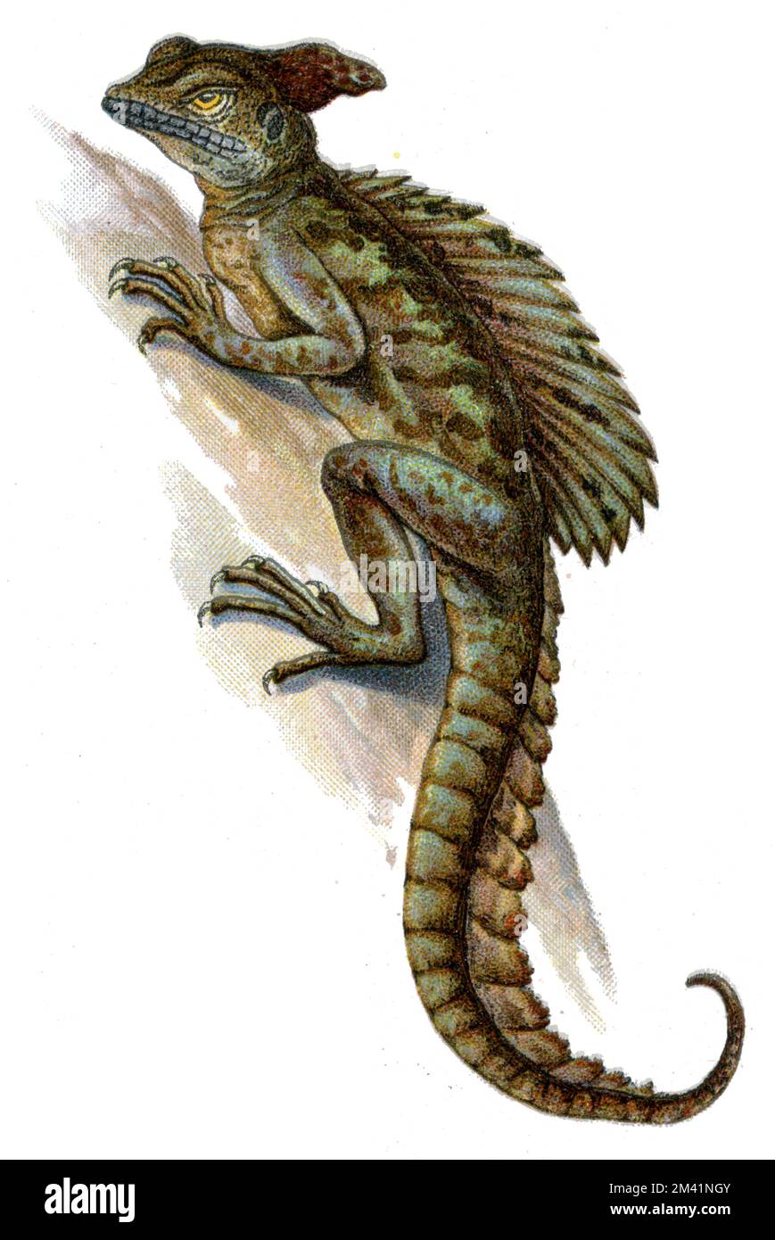 Common basilisk Basiliscus basiliscus, (zoology book, 1913 ...
