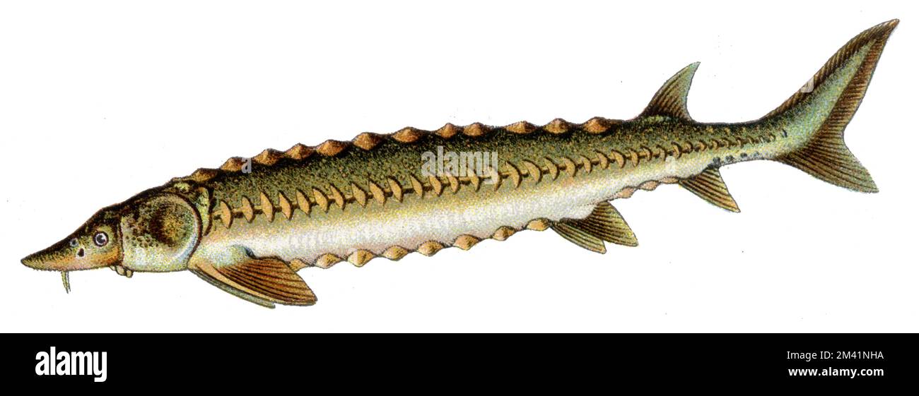 The stor Cut Out Stock Images & Pictures - Alamy