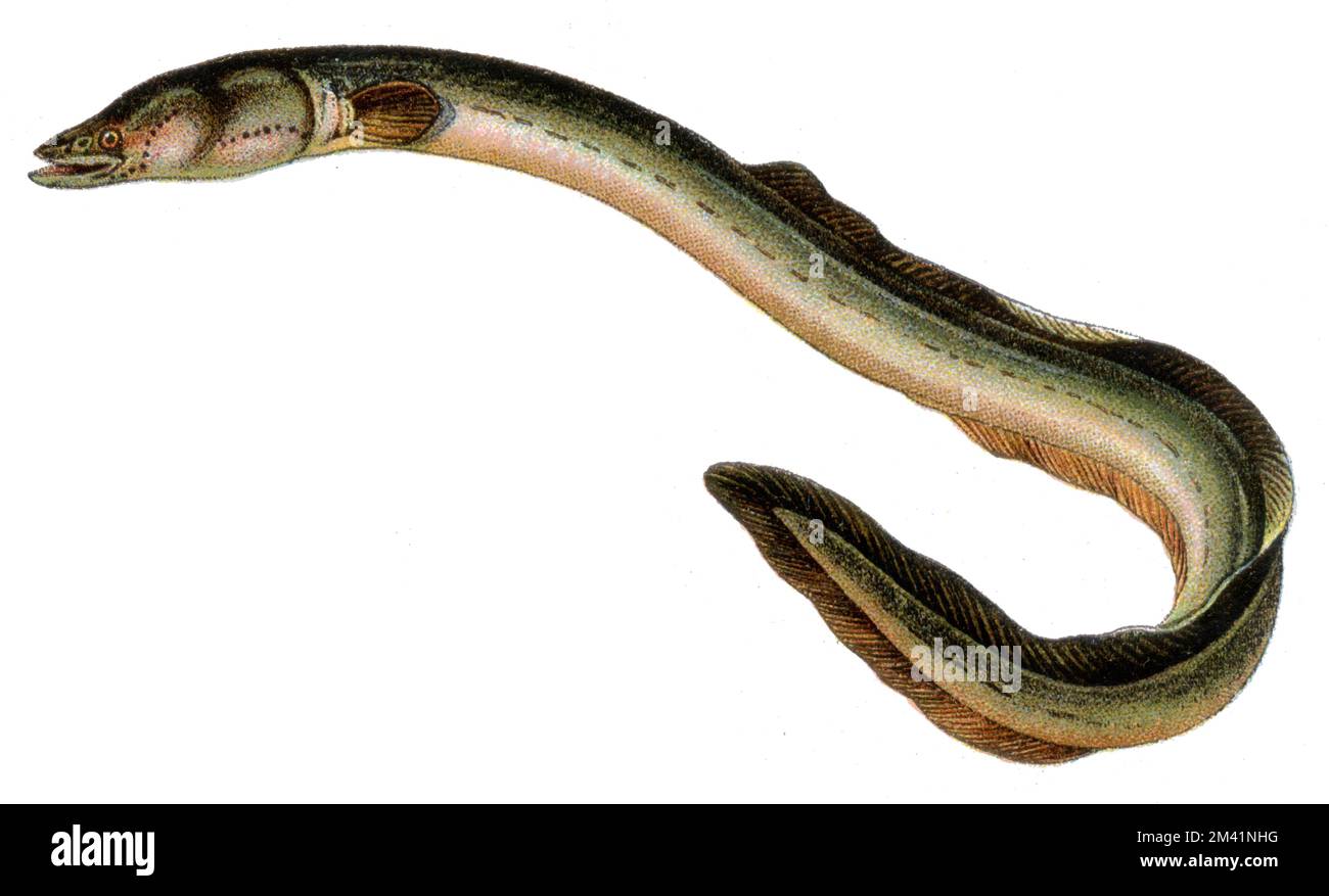 European eel Anguilla anguilla, (zoology book, 1913), Europäischer Aal ...