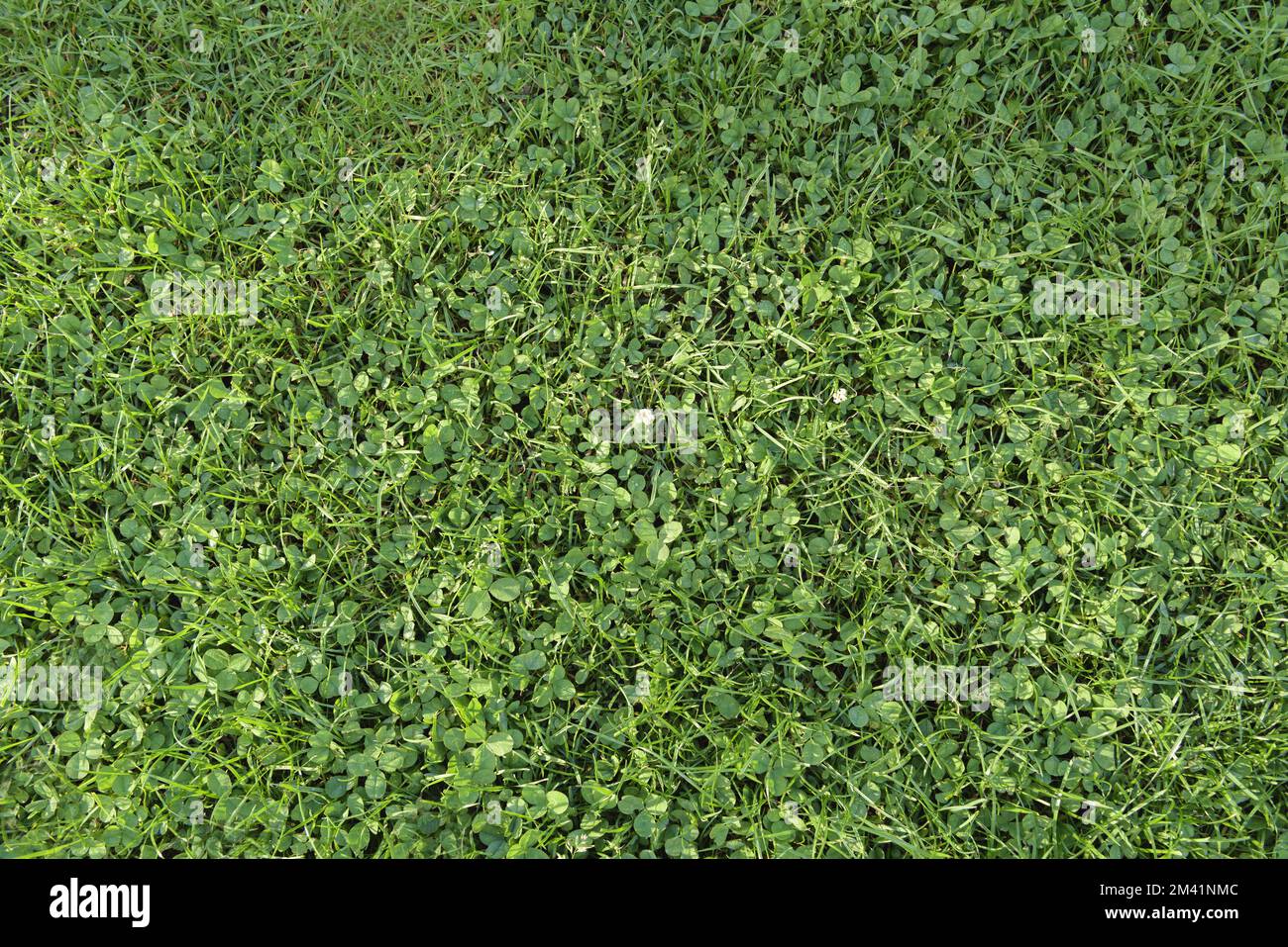 Clover texture hi-res stock photography and images - Alamy
