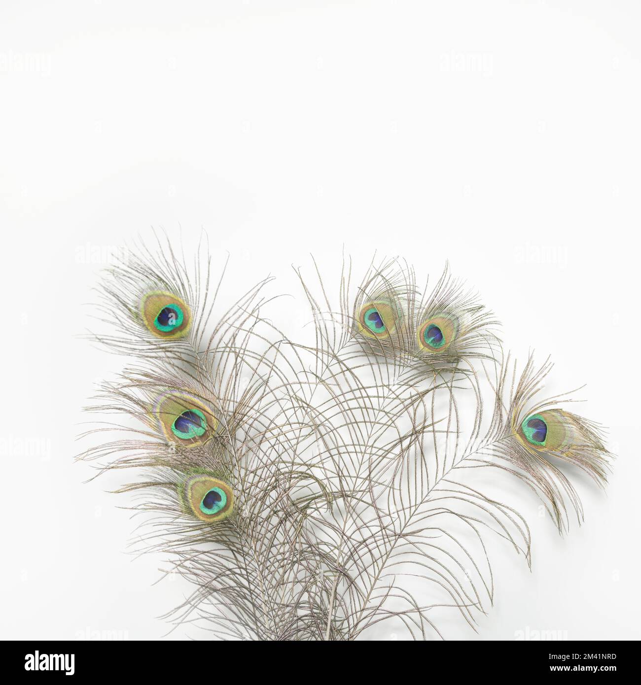 Peacock feathers isolated on white background. copy space square format ...