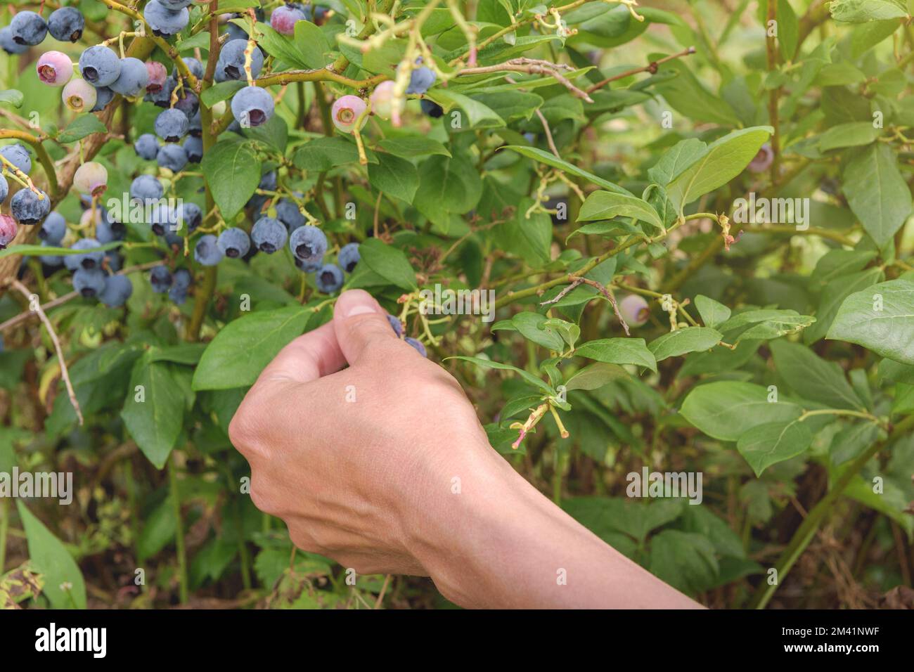 picking blueberries in the field selection of ripe berries close-up ...