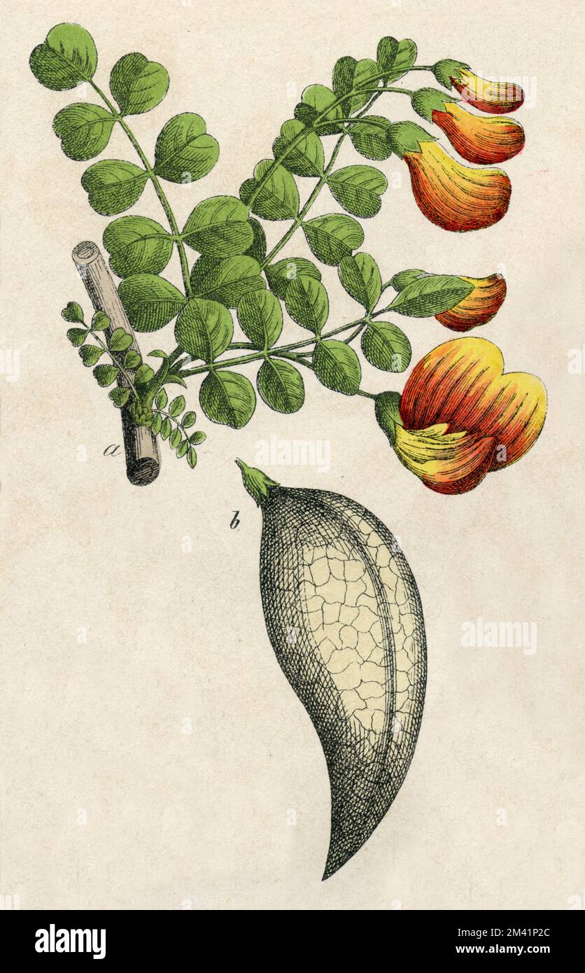 Colutea arborescens old illustration hi-res stock photography and ...