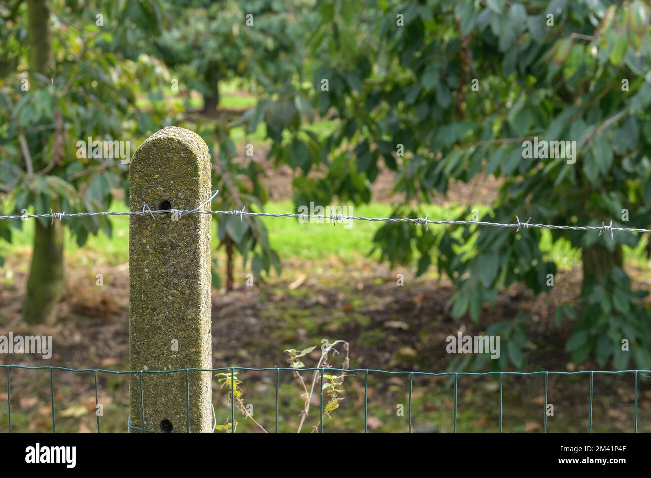 Additional barbed wire installed above the main fence Stock Photo - Alamy Additional barbed wire installed above the main fence Stock Photo - Alamy