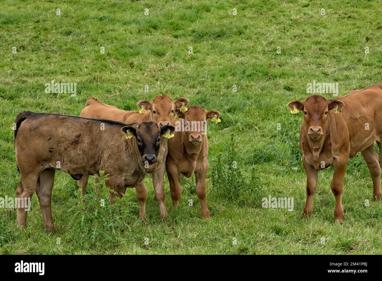Calves standing in grass hi-res stock photography and images - Alamy