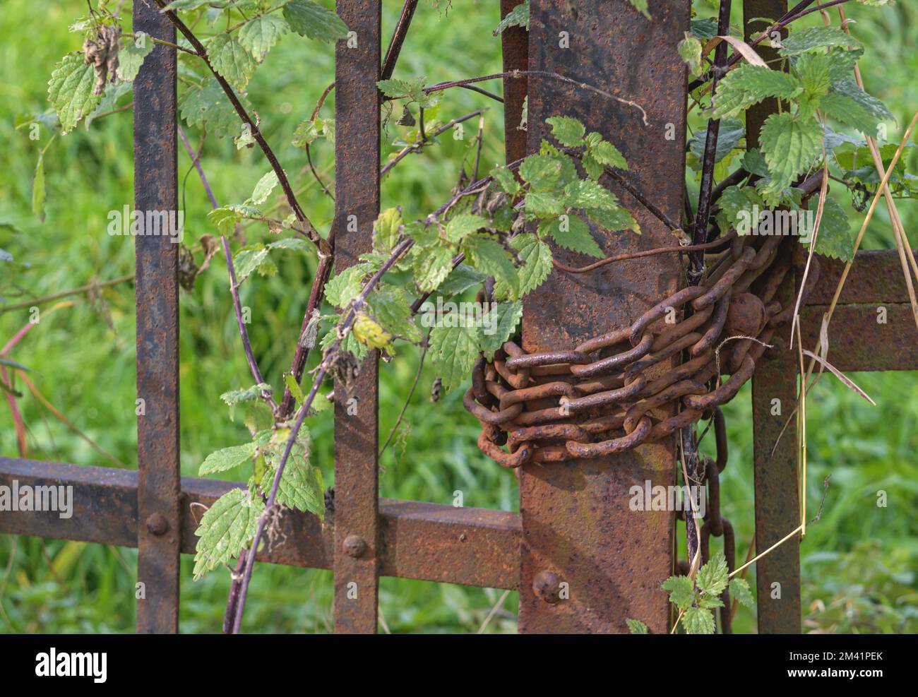 Iron gates closed with an iron chain. Fragment, close-up Stock Photo ...