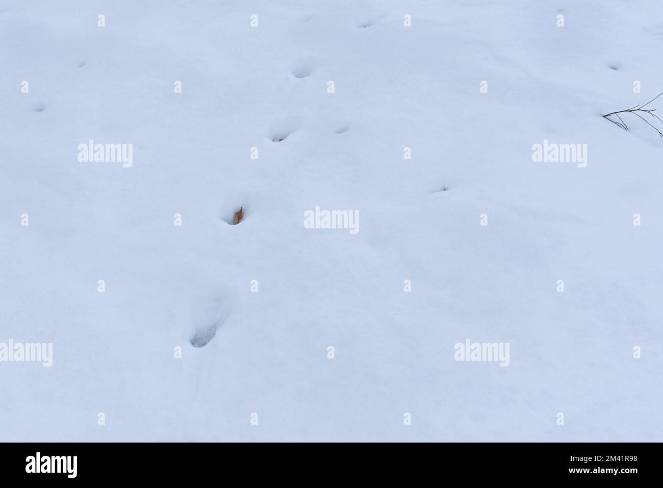 Snow tracks animals. Abstract natural winter background. Top view of ...