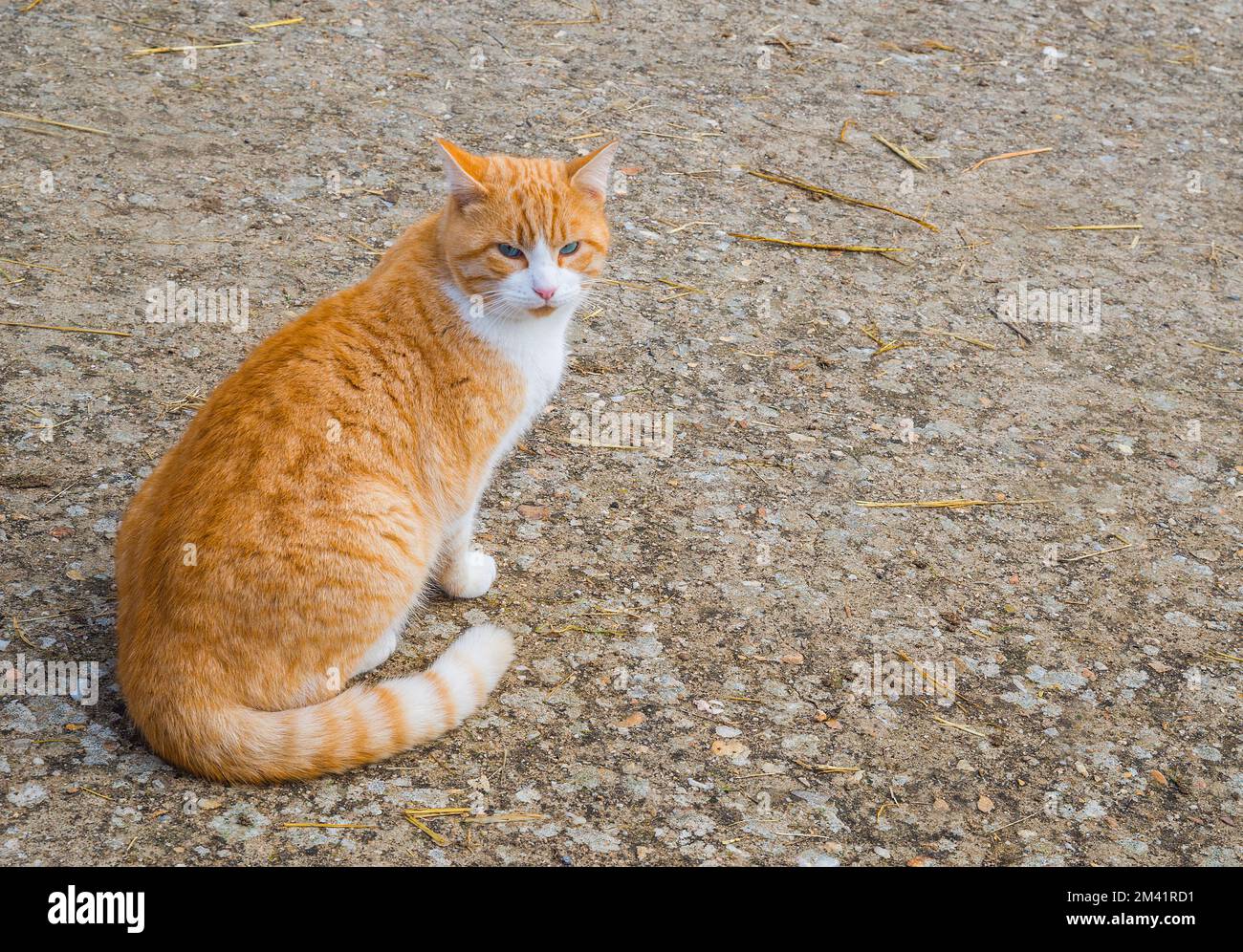 Tabby and white cat Stock Photo - Alamy