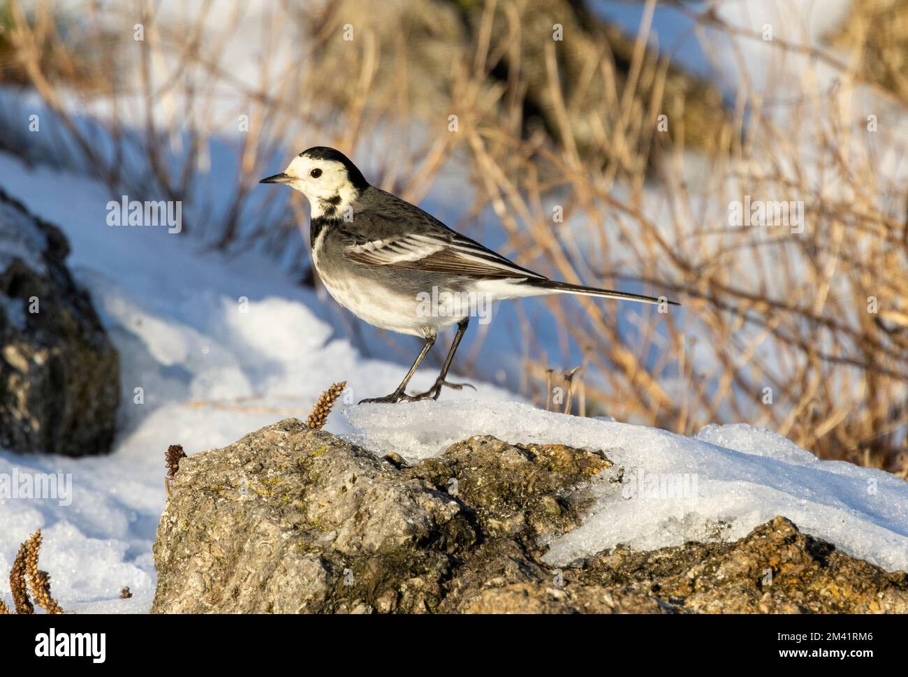 The Pied Wagtail is often found near water. They are active birds that ...