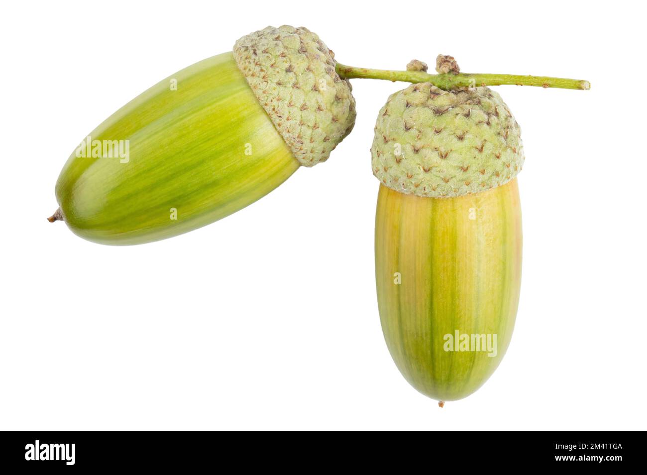 Beautiful acorns on white background. Oak nuts. File contains clipping ...