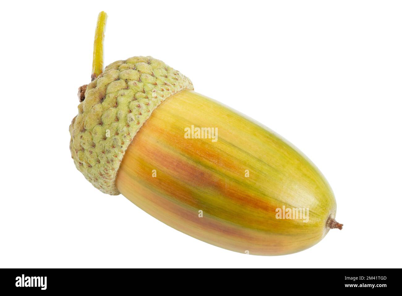 Beautiful acorns on white background. Oak nuts. File contains clipping path Stock Photo - Alamy