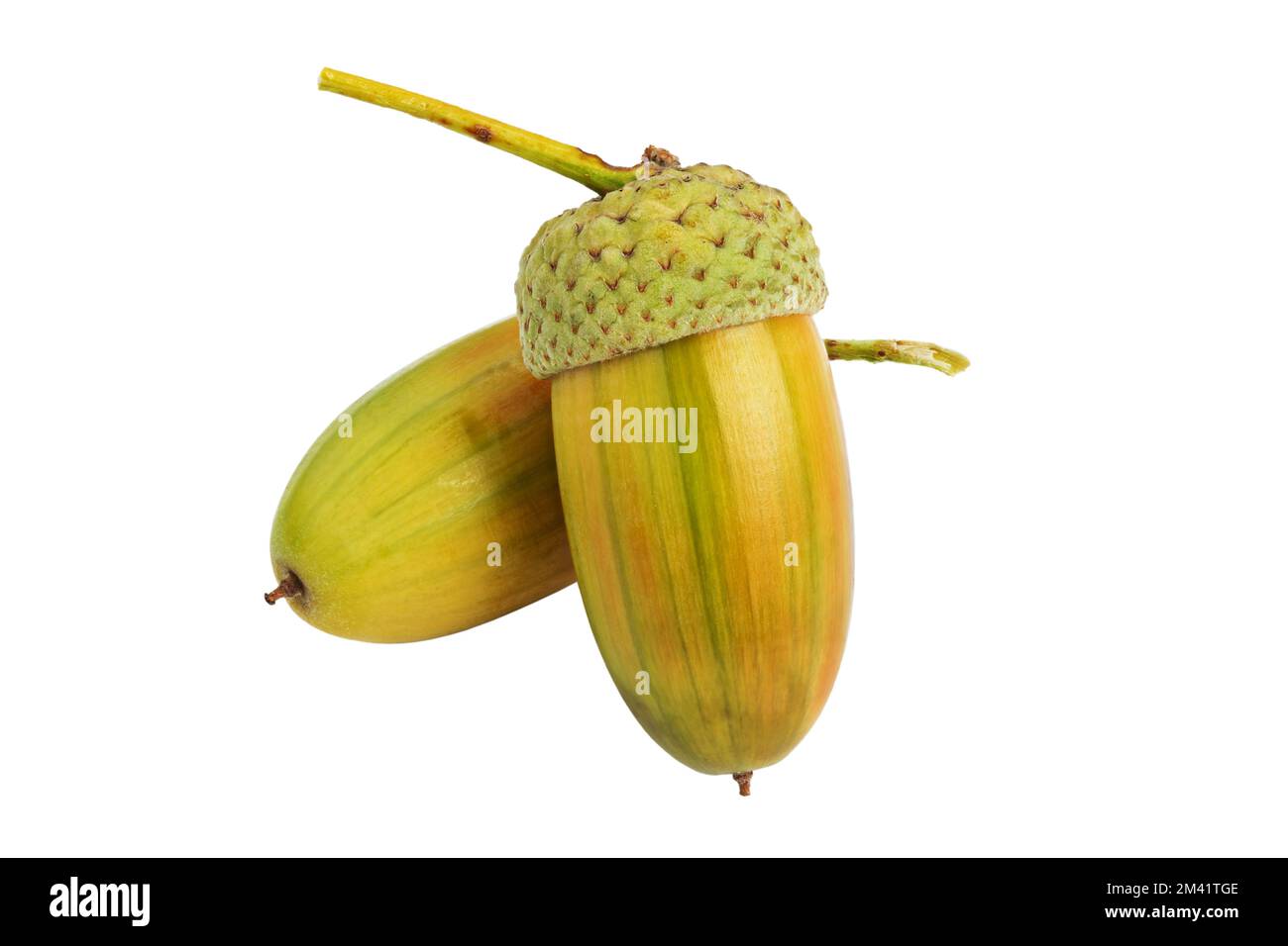 Beautiful acorns on white background. Oak nuts. File contains clipping path Stock Photo - Alamy