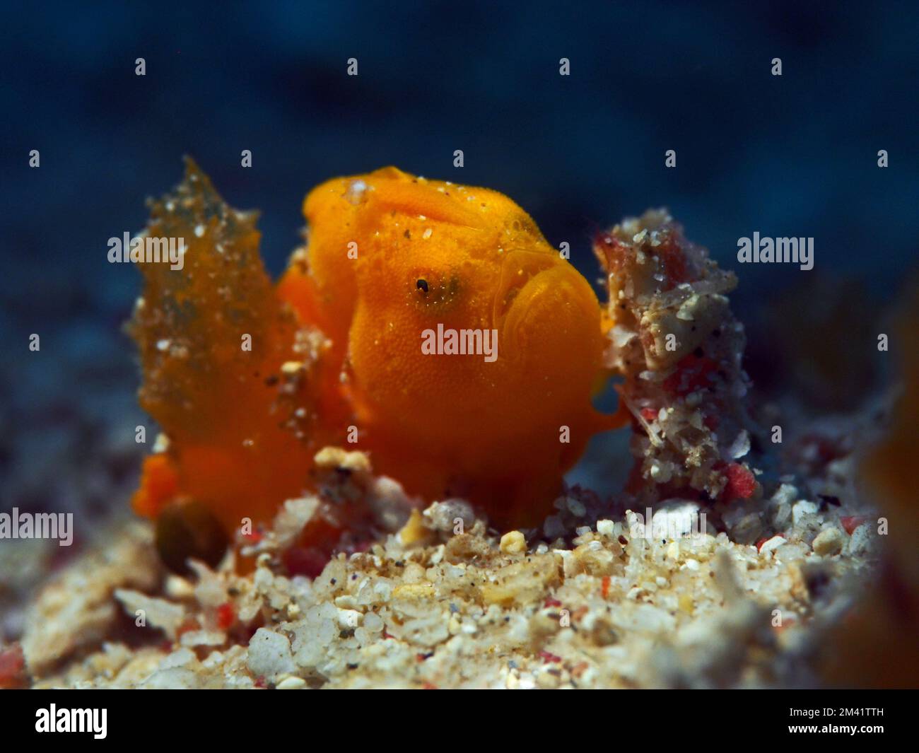 Underwater fish paradise: scuba diving Indonesia Stock Photo - Alamy
