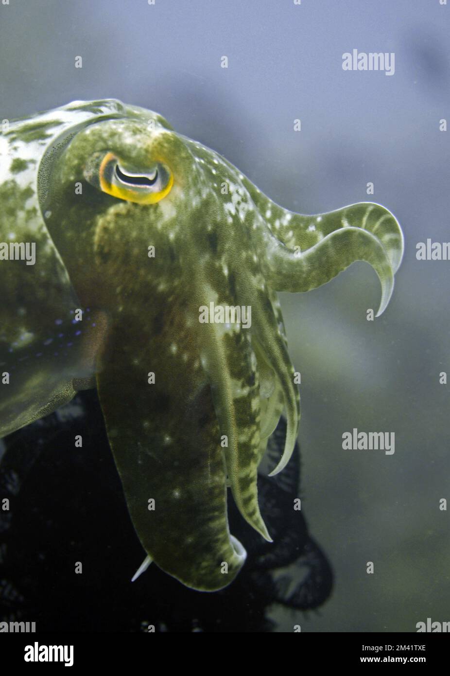 Underwater fish paradise: scuba diving Indonesia Stock Photo - Alamy