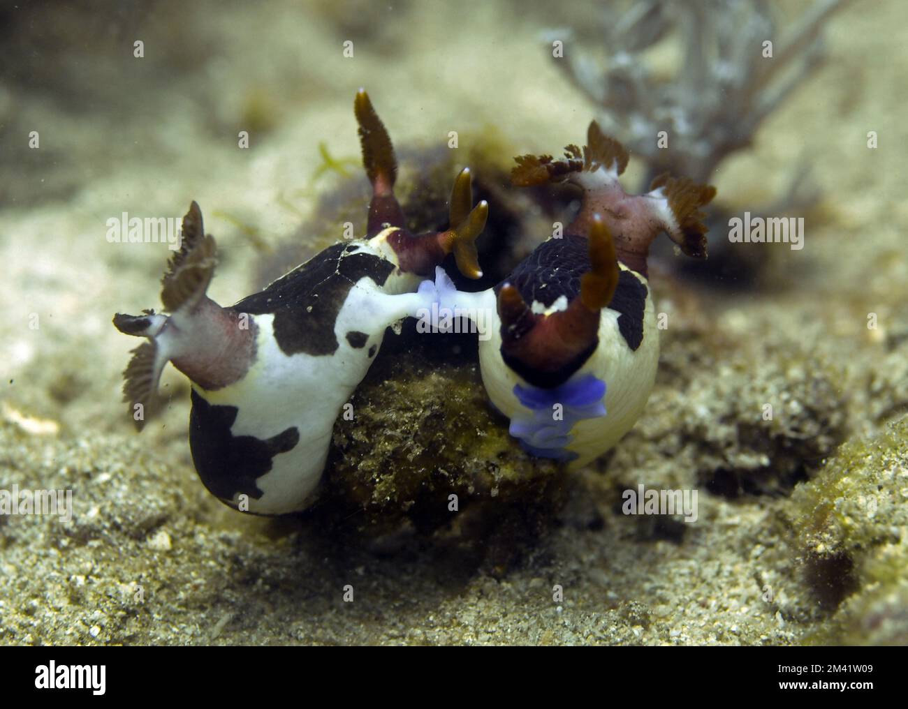 Underwater fish paradise: scuba diving Indonesia Stock Photo - Alamy