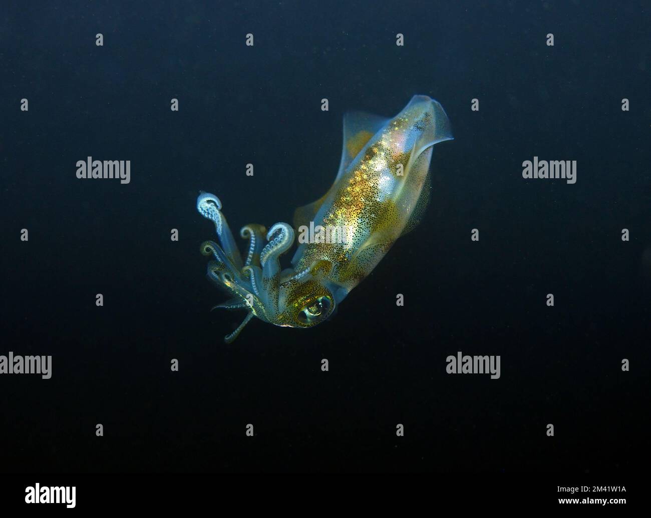 Underwater fish paradise: scuba diving Indonesia Stock Photo - Alamy