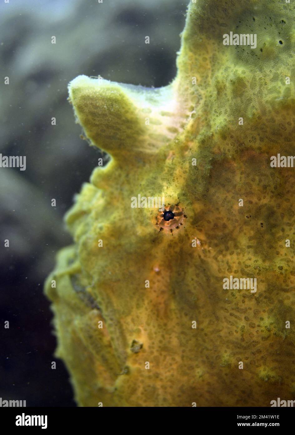 Underwater fish paradise: scuba diving Indonesia Stock Photo - Alamy