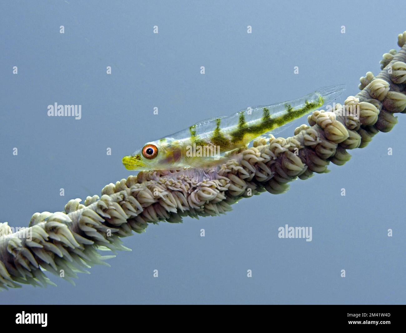 Underwater fish paradise: scuba diving Indonesia Stock Photo - Alamy