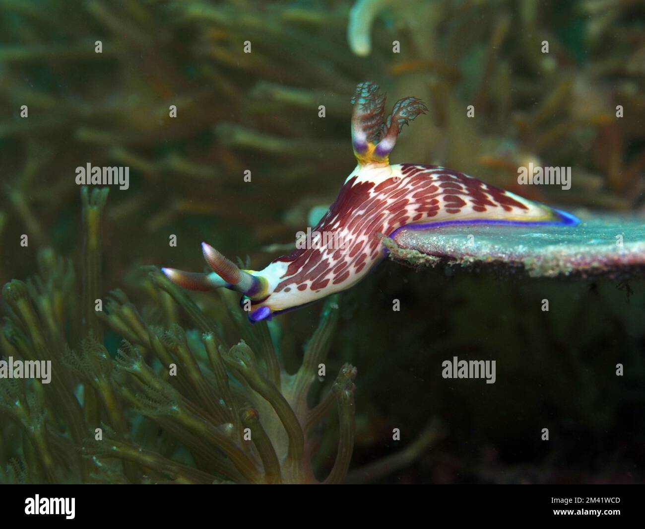 Underwater fish paradise: scuba diving Indonesia Stock Photo - Alamy
