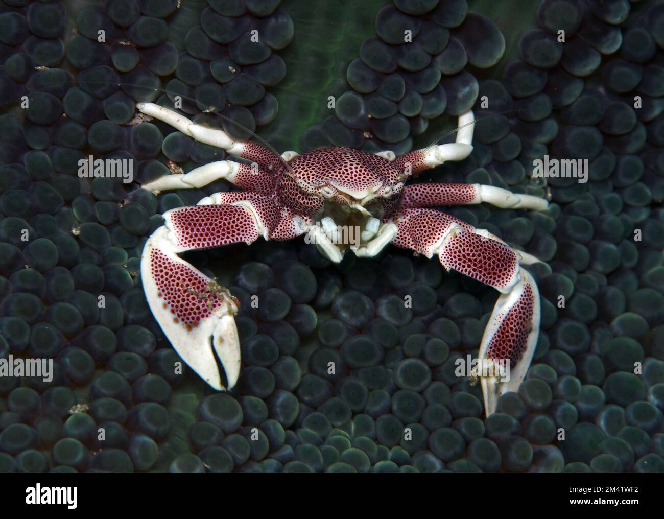 Underwater fish paradise: scuba diving Indonesia Stock Photo - Alamy