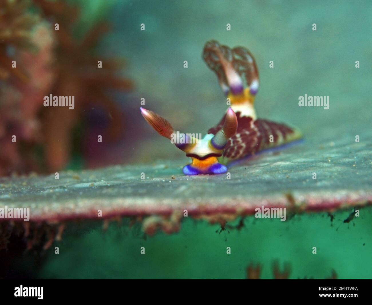 Underwater fish paradise: scuba diving Indonesia Stock Photo - Alamy