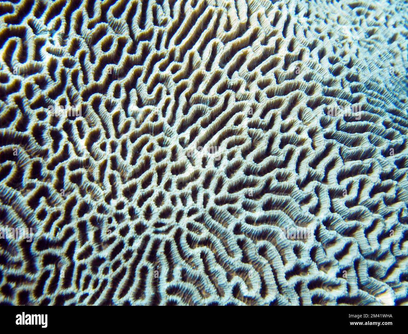 Underwater fish paradise: scuba diving Indonesia Stock Photo - Alamy