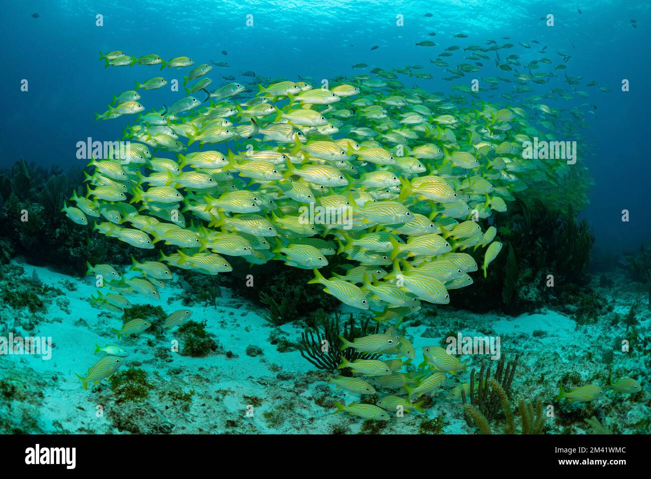 Yellow grunt hi-res stock photography and images - Alamy