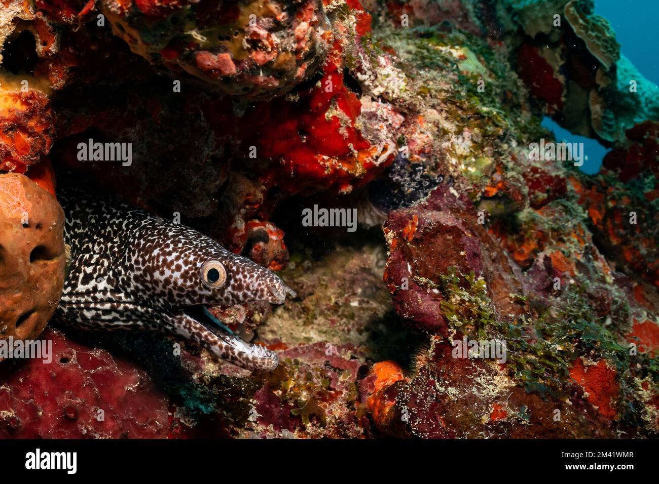 spotted moray in Mexico Gulf Stock Photo - Alamy