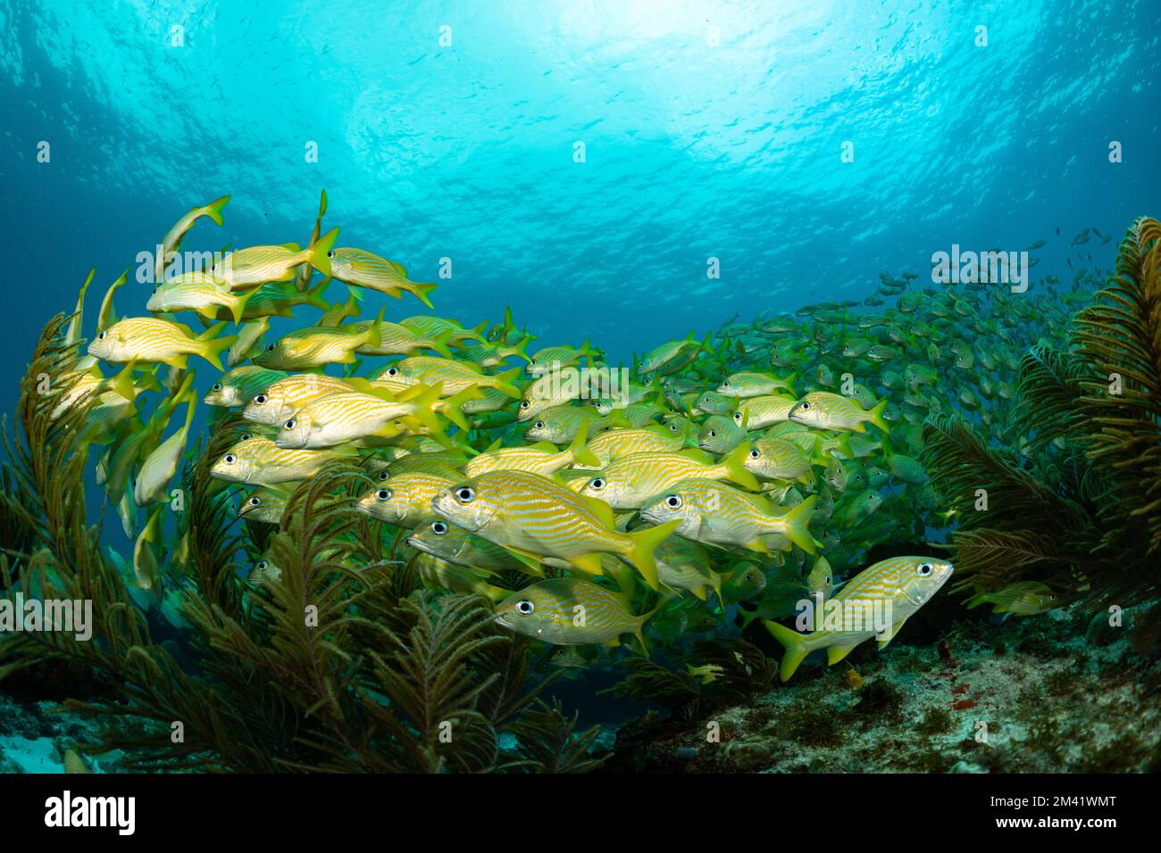 Yellow grunt hi-res stock photography and images - Alamy