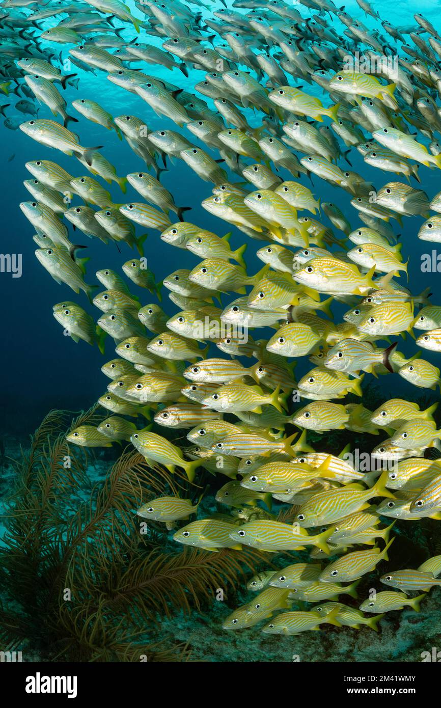 Yellow grunt hi-res stock photography and images - Alamy