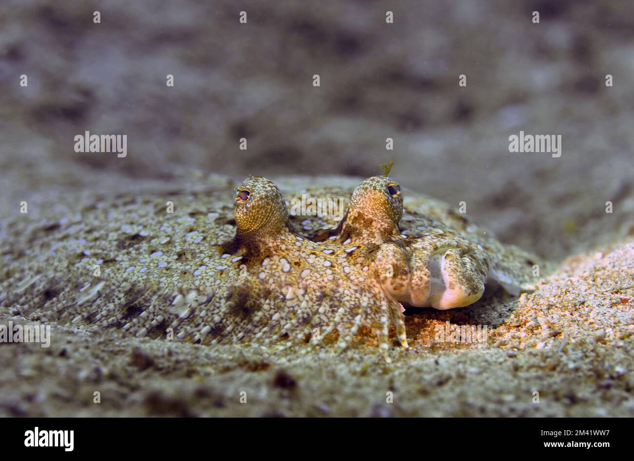 Underwater fish paradise: scuba diving Indonesia Stock Photo - Alamy
