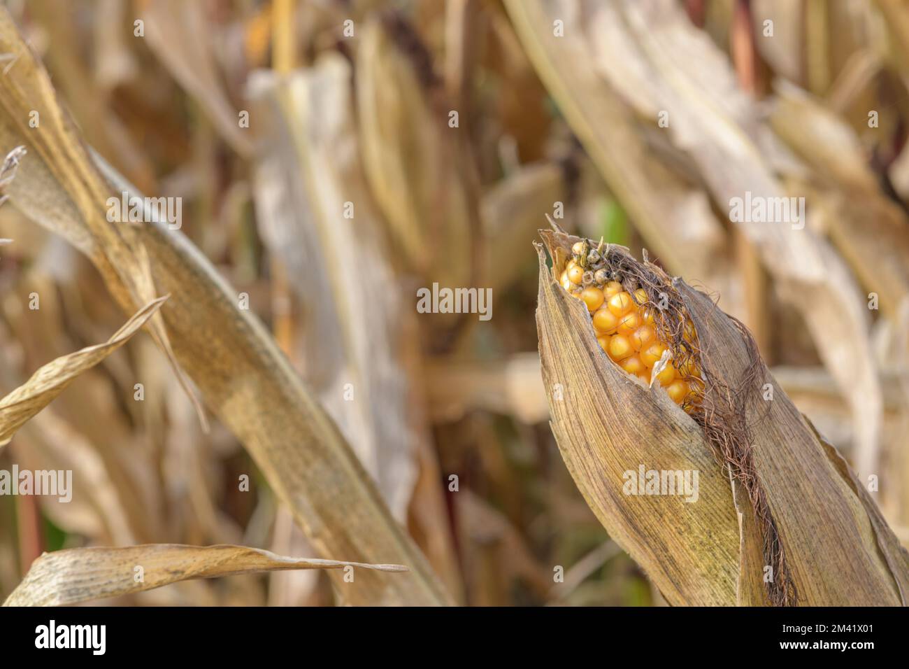 Ripe corn ears leaves hi-res stock photography and images - Alamy