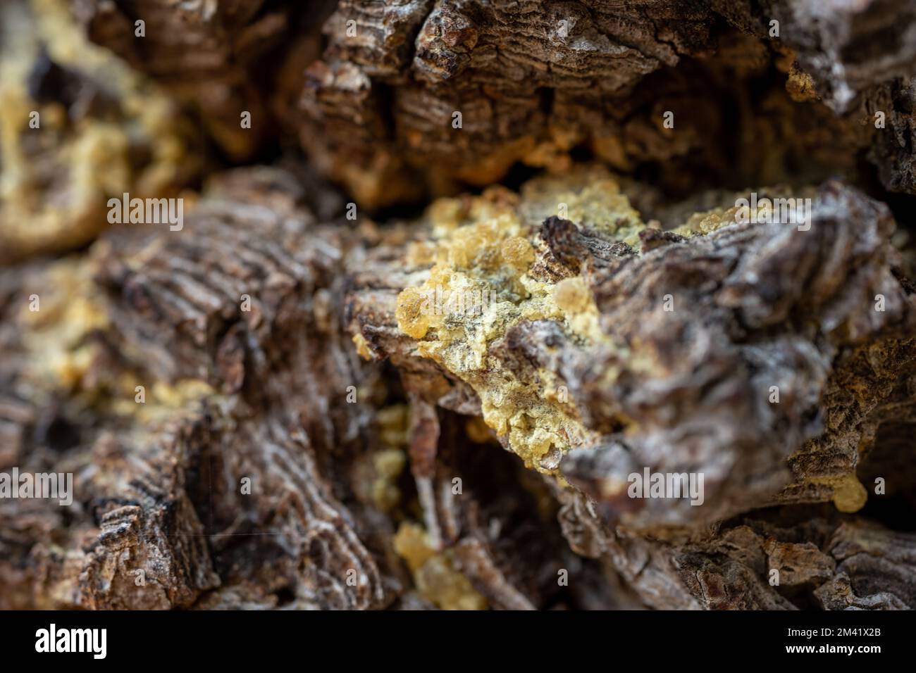 Dried tree in sequoia hi-res stock photography and images - Alamy