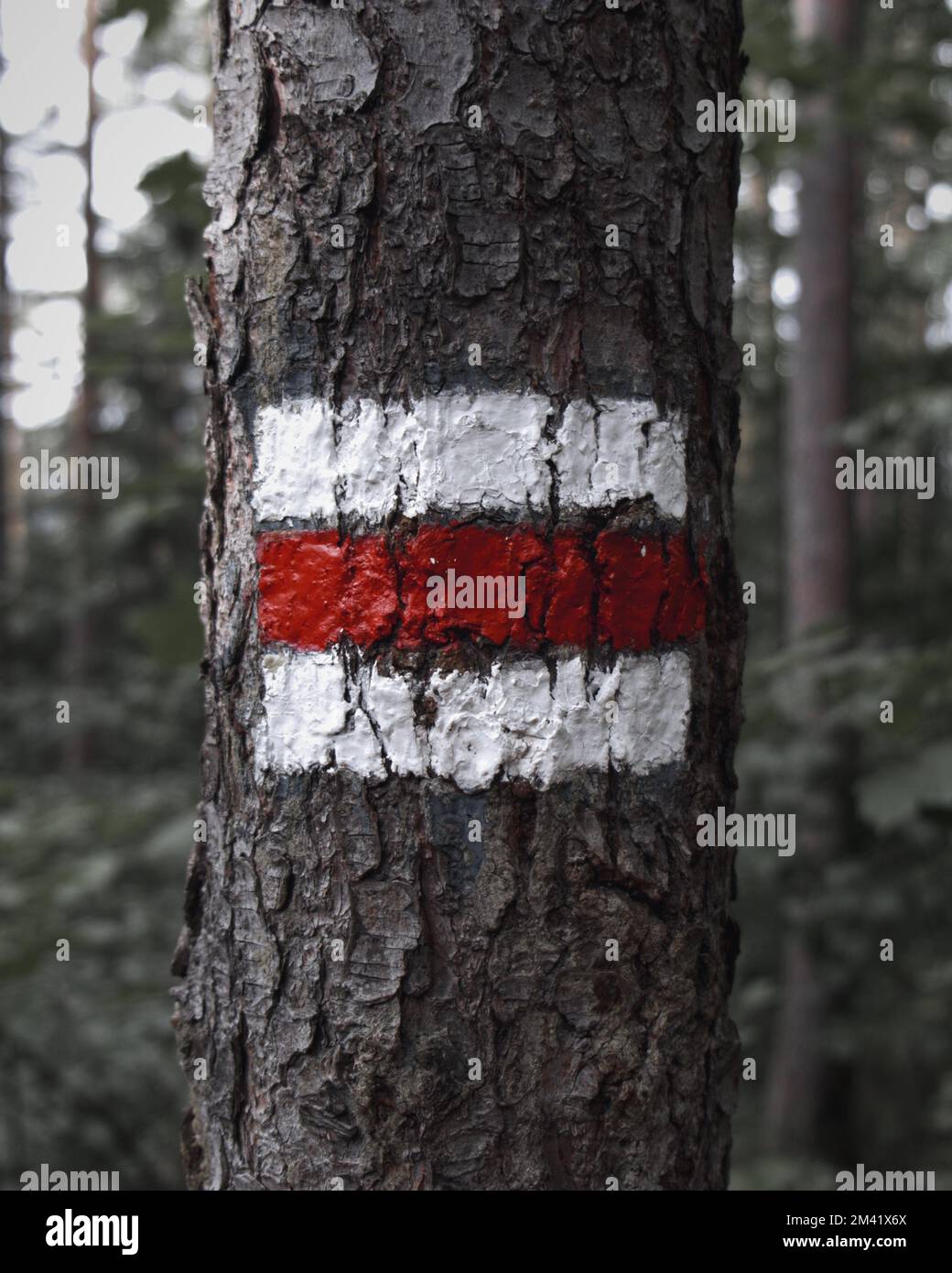 A vertical shot of trail marking on a tree against a blurred background ...