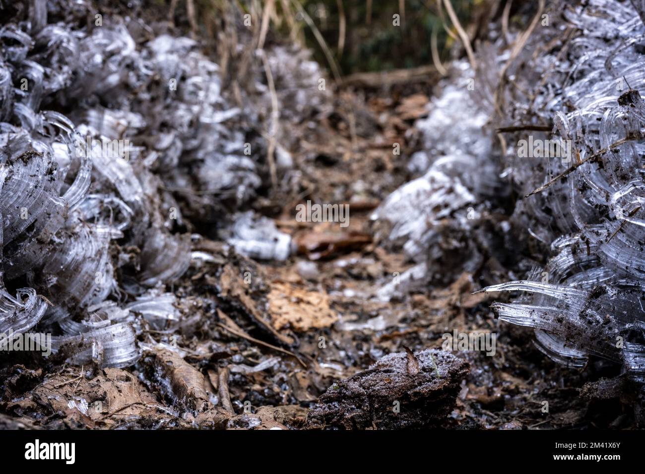 Needle Ice Flanks Deep Trail through Great Smoky Mountains National ...
