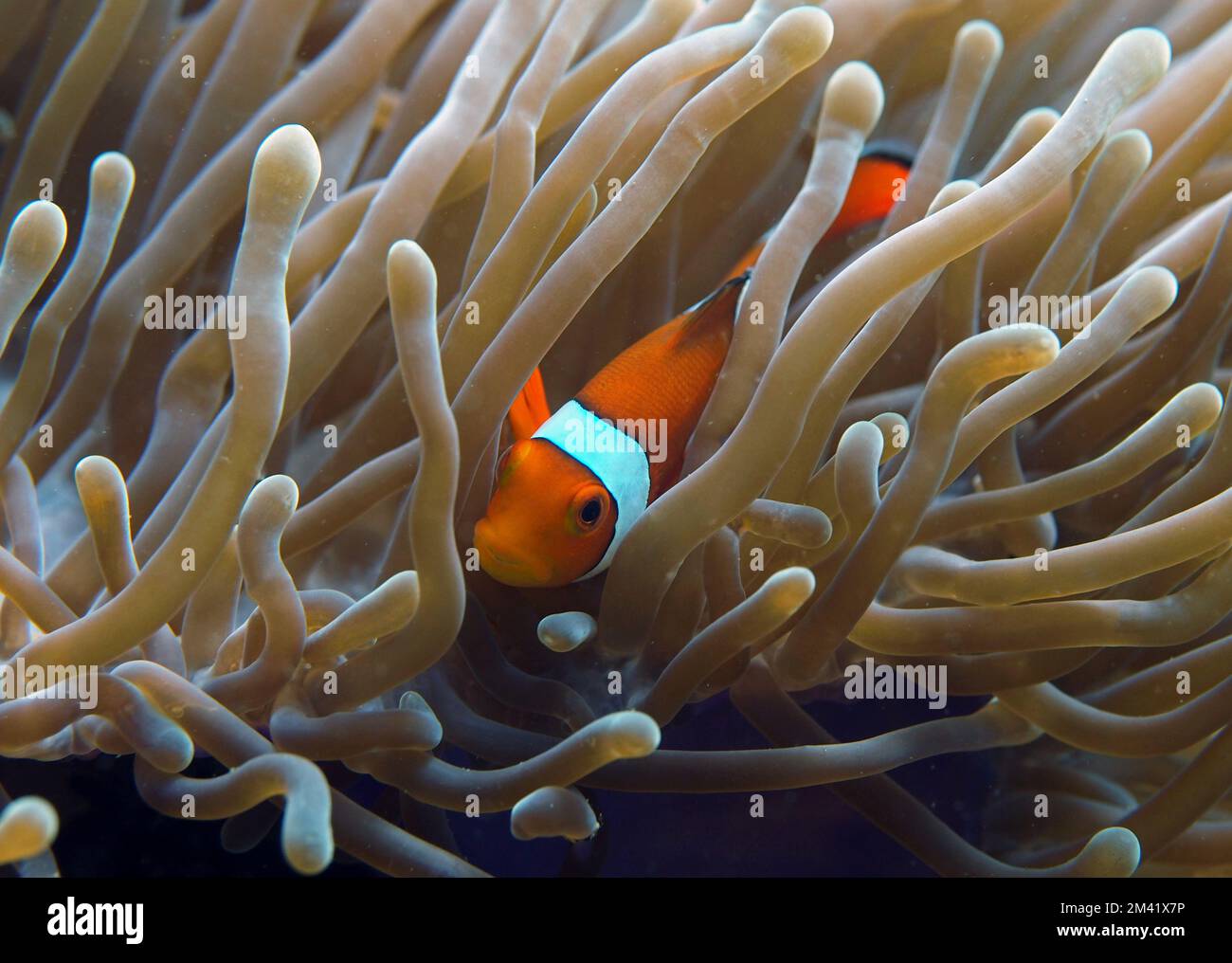 Underwater fish paradise: scuba diving Indonesia Stock Photo - Alamy