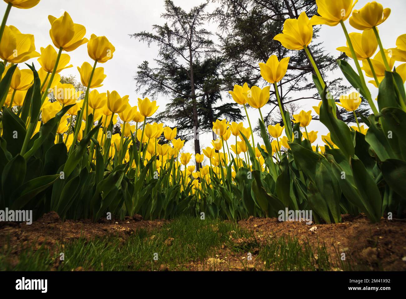 Wide angle view of yellow tulips from below. Spring flowers background photo. Tulip photo Stock ...