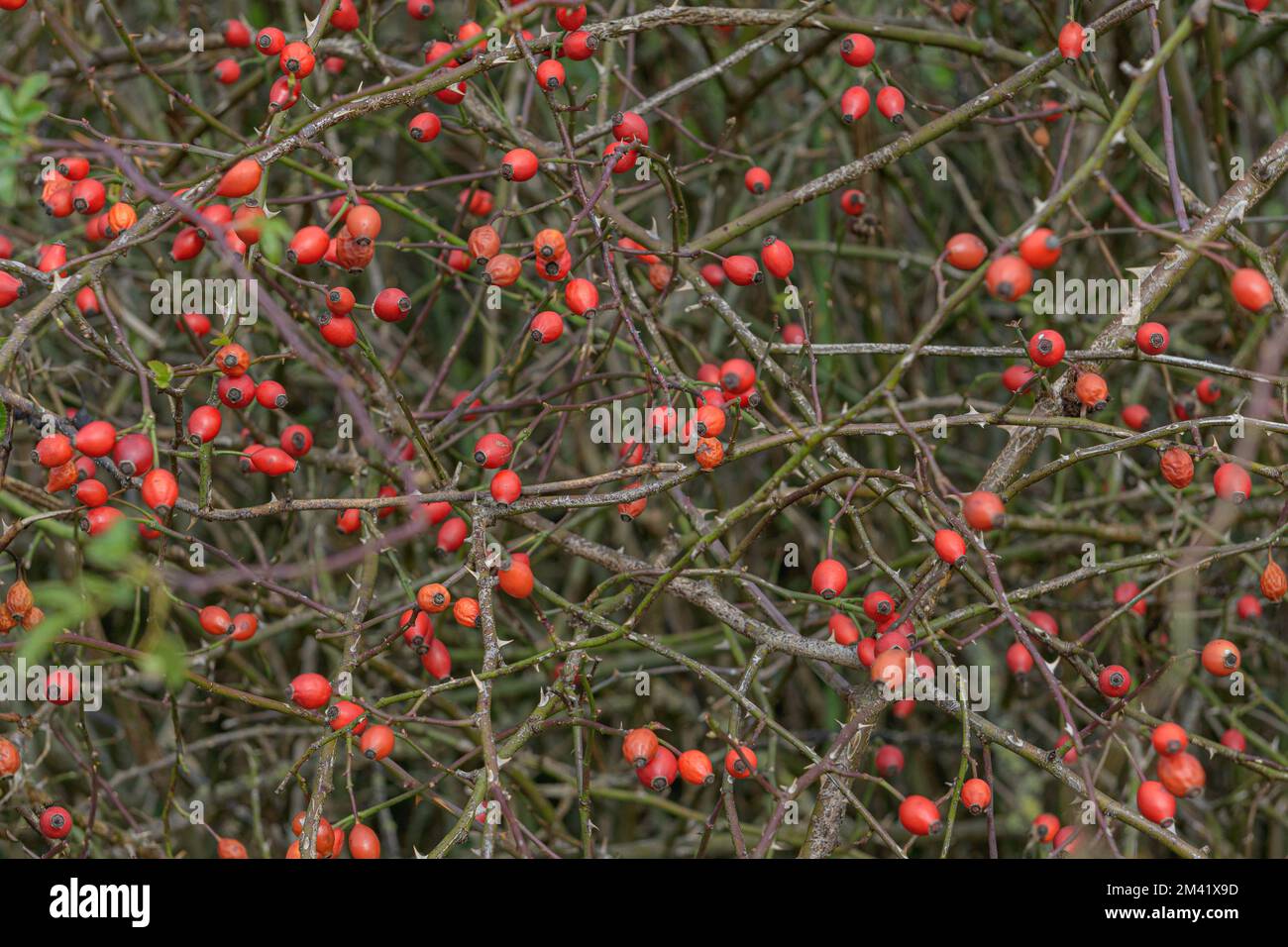 Sweet october hi-res stock photography and images - Alamy